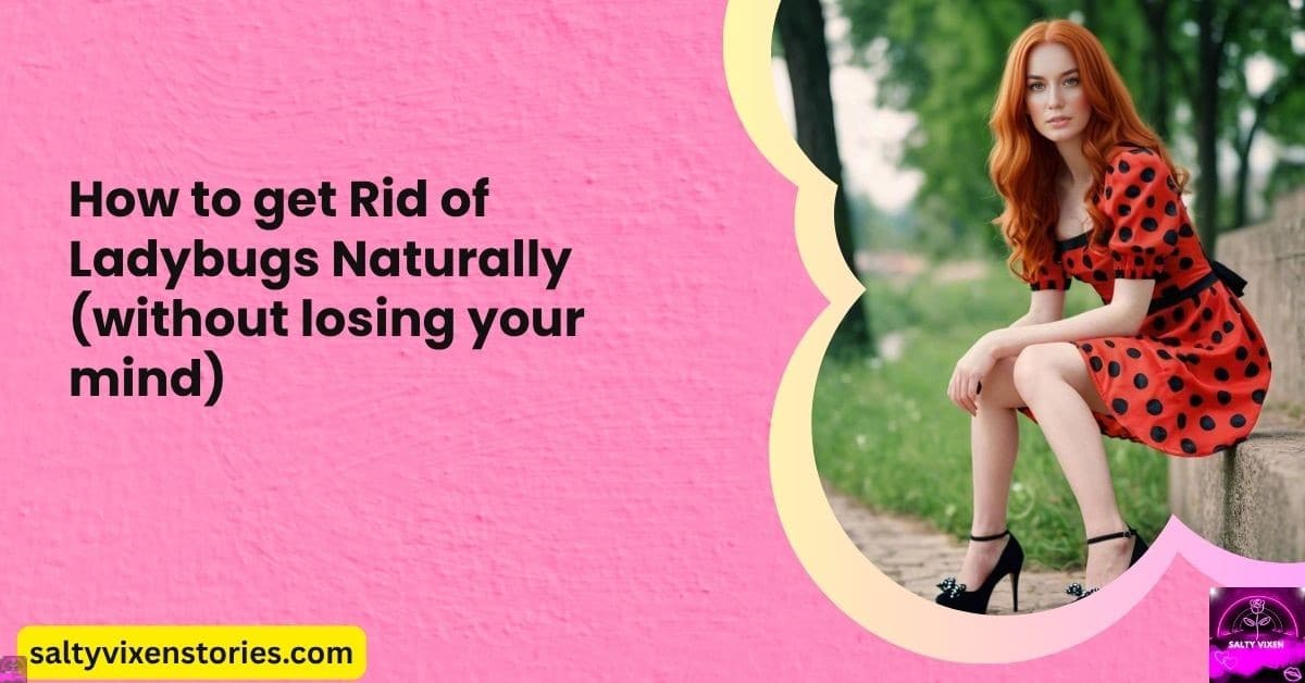 How to get Rid of Ladybugs Naturally (without losing your mind) - Salty ...